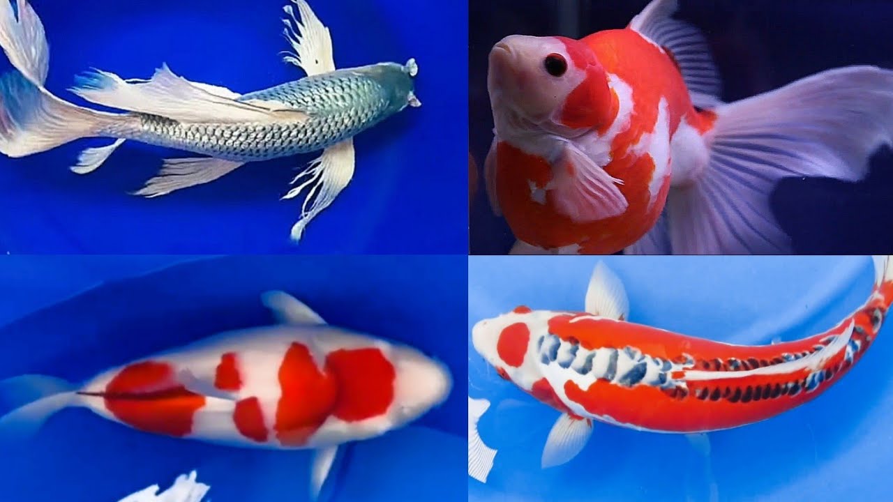 Jenis Ikan Koi Berdasarkan Bentuk Fisiknya | Ikan Koi Slayer, Ikan Koi ...