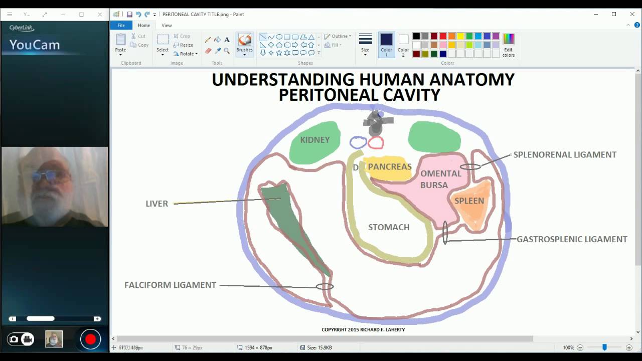UNDERSTANDING HUMAN ANATOMY-ABDOMEN PERITONEAL CAVITY PART 8 - YouTube