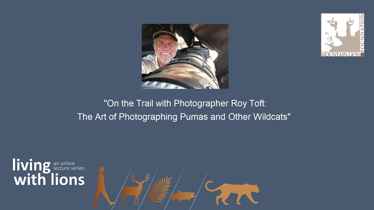 On the Trail with Photographer Roy Toft The Art of Photographing Pumas ...