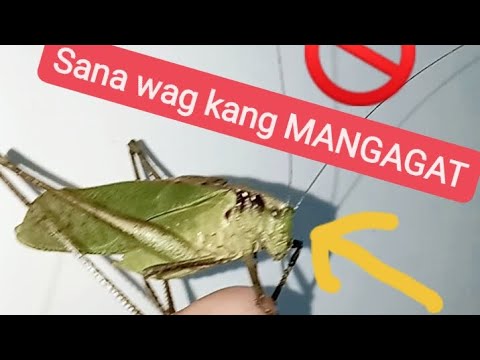 MAGAGASPANG NA MGA PAA - YouTube