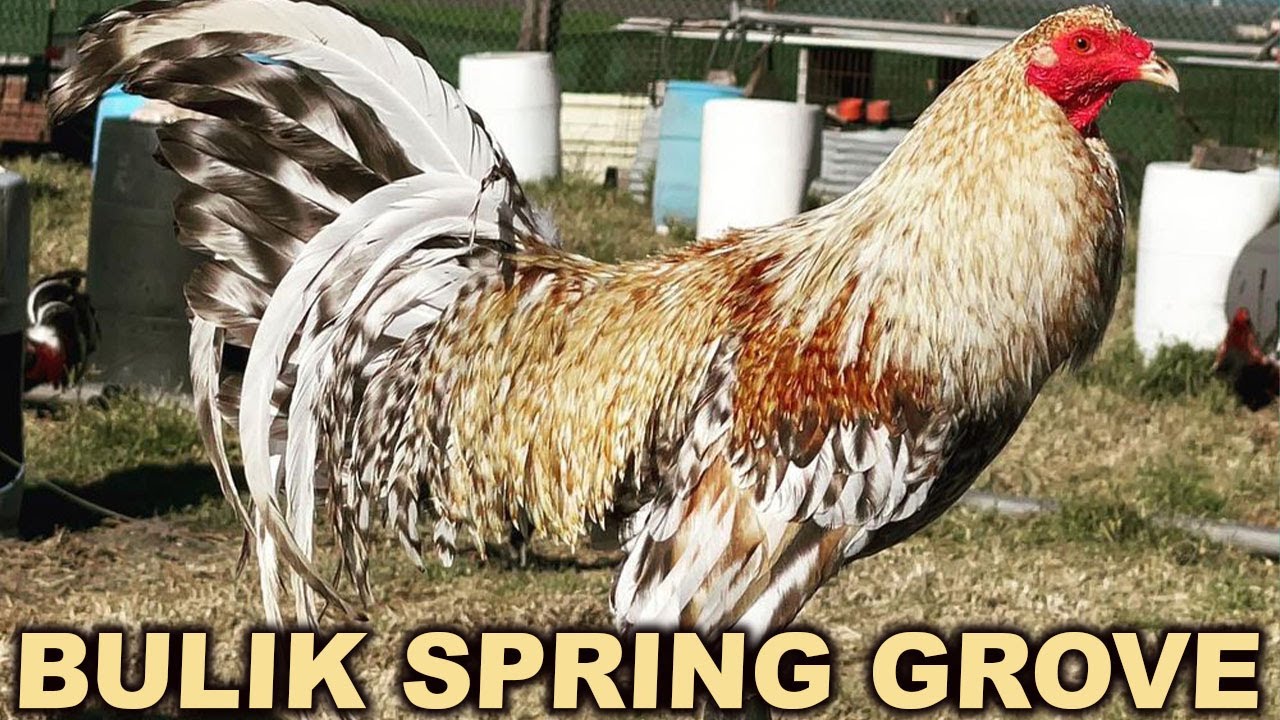 CALIFORNIA !! Bulik Dom Hennie Grey SPRING GROVE FARM - YouTube