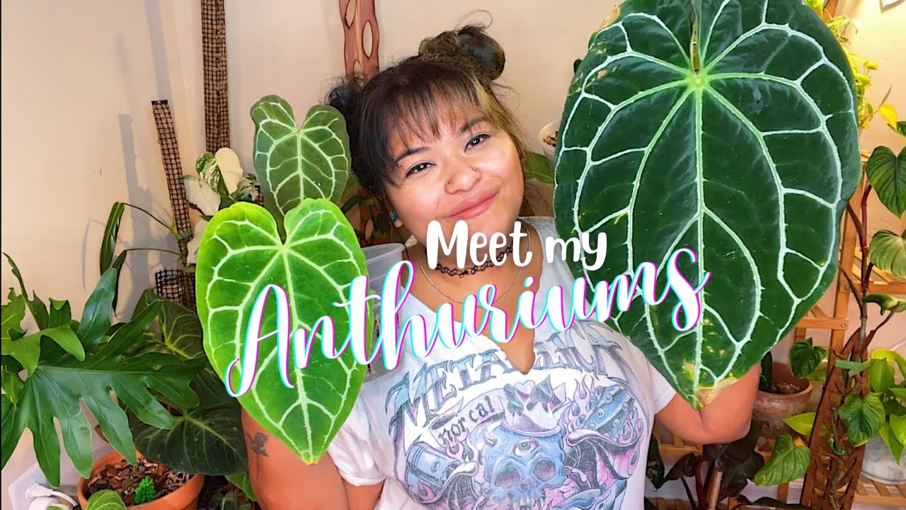 Anthurium Collection 2022 + Anthurium Care Tips - YouTube