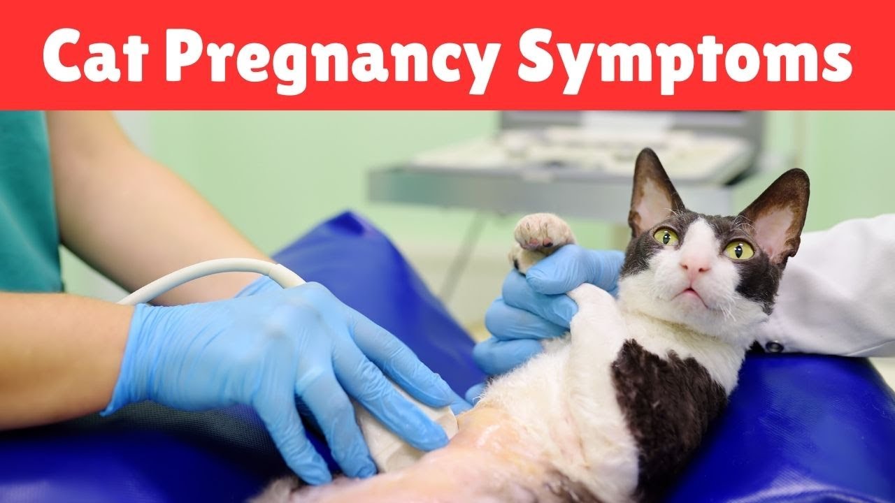 Is My Cat Pregnant? 7 Signs of Cat Pregnancy and What to Do Next! - YouTube