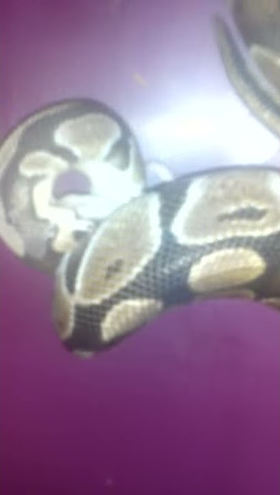 Ball python mice - YouTube