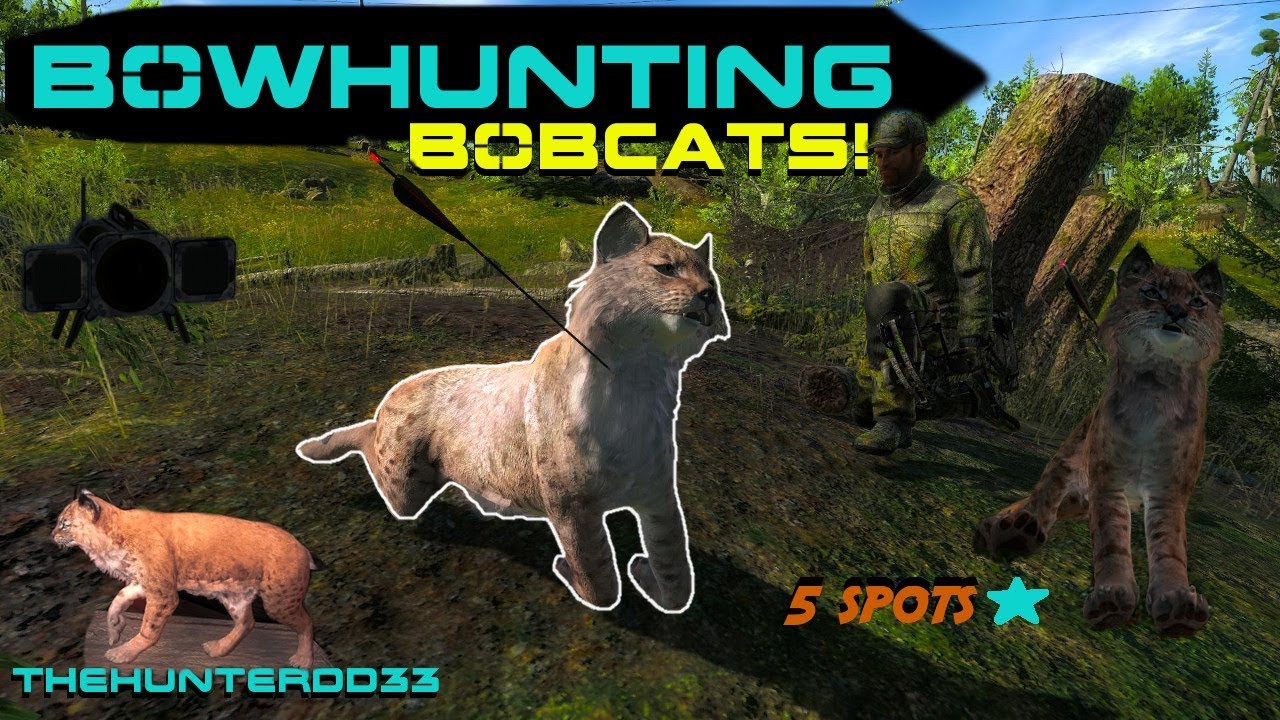 BOWHUNTING The BOBCAT!! Best Locations THEHUNTER 2017 - YouTube