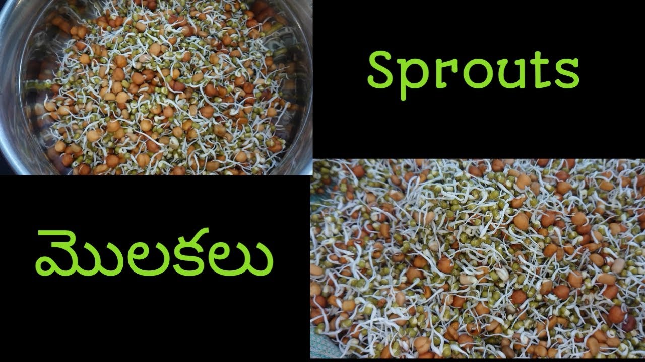 Sprouts| Molakalu Ela Chesukovali| How to make sprouts at home| Sprouts ...