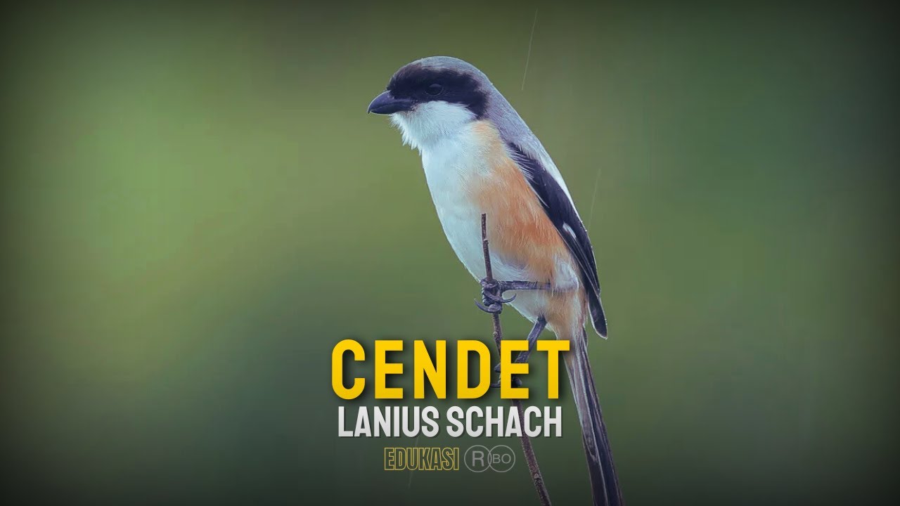 Mengenal Burung Cendet - Ciri dan Habitatnya di Alam ! - YouTube