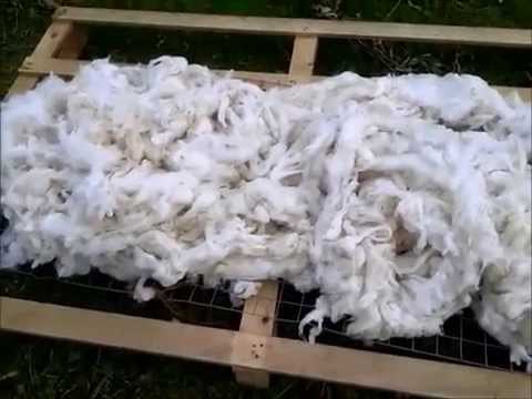 Scouring a Sheep's Fleece - YouTube