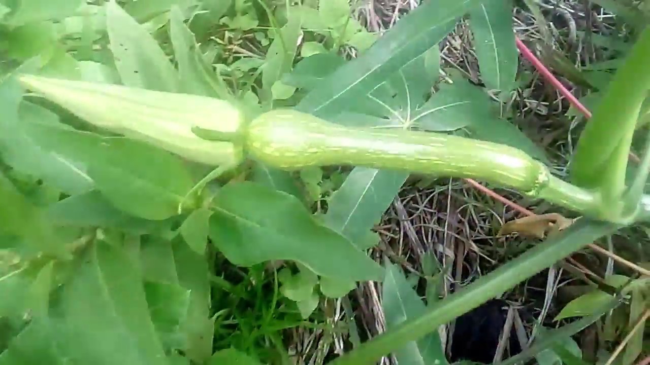 PLANTAÇÃO DE ABOBORA - YouTube