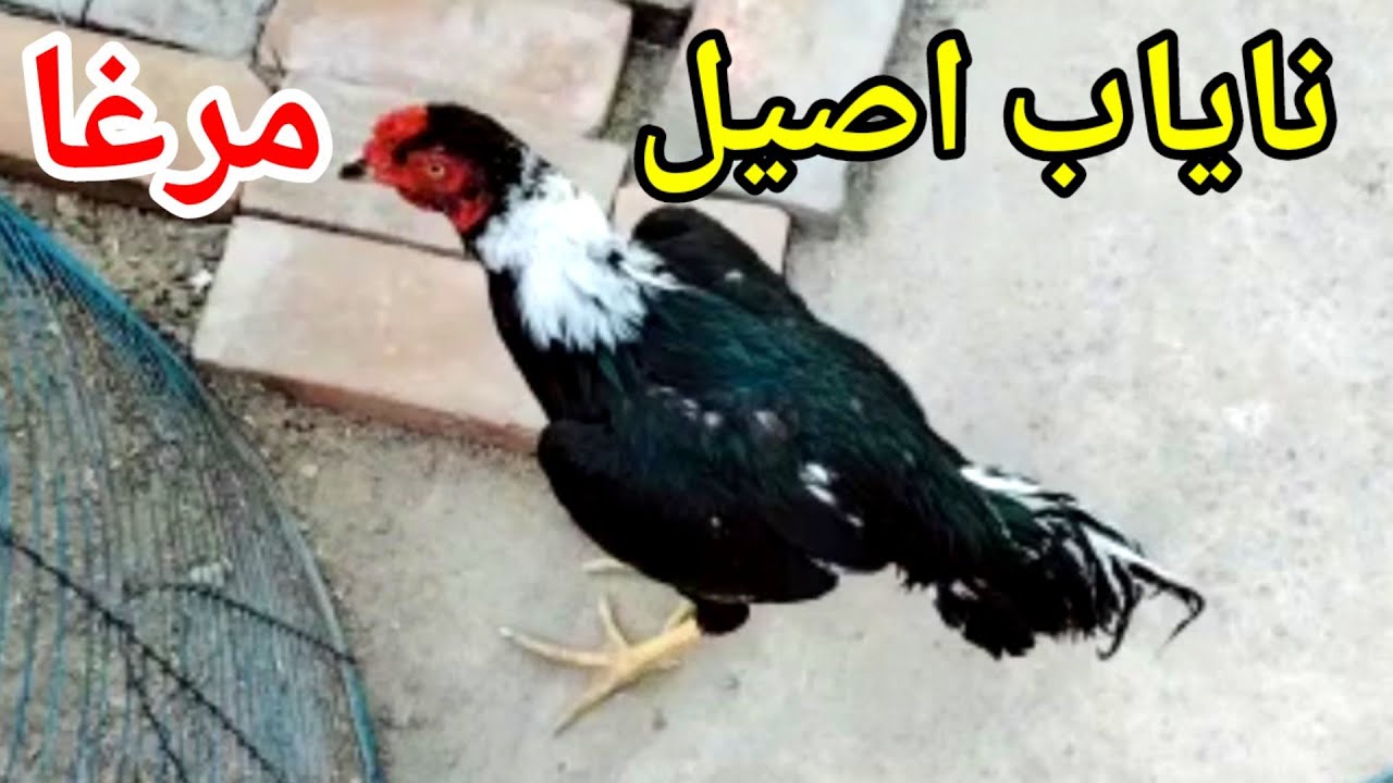 Rooster Aseel murga | Fighter Aseel murga | mere shoq | نایاب اصیل مرغا - YouTube