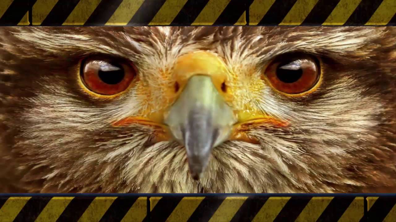 El ojo de halcón Copa América centenaria (Noticias) - YouTube