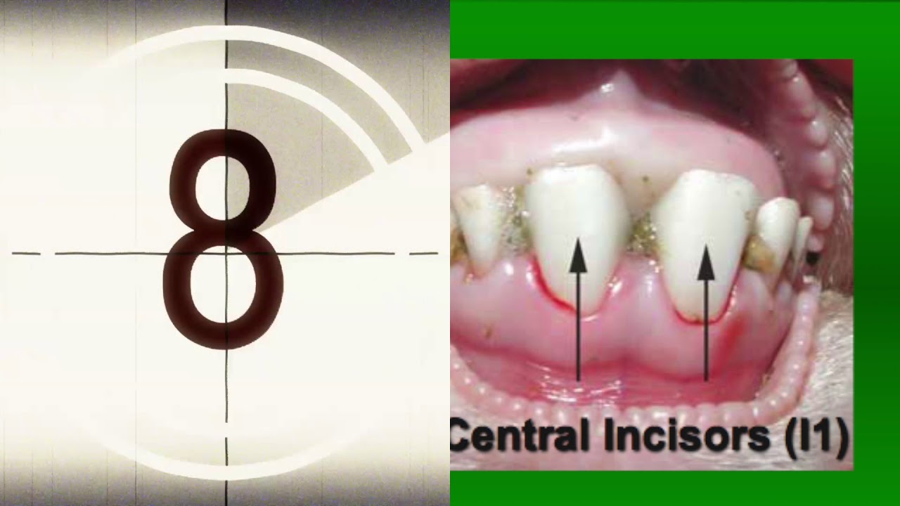 Aging The Goat and Sheep1 - YouTube