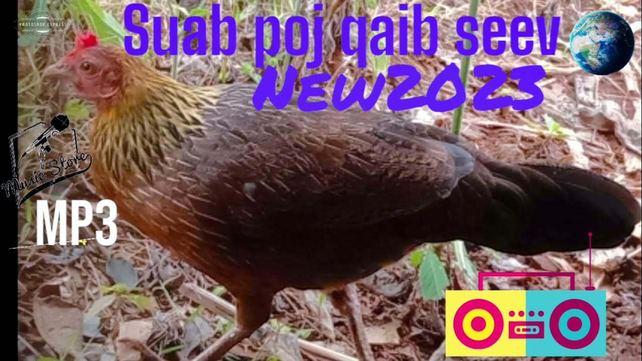 poj qaib seev |15|new 2023 Mp3 - YouTube
