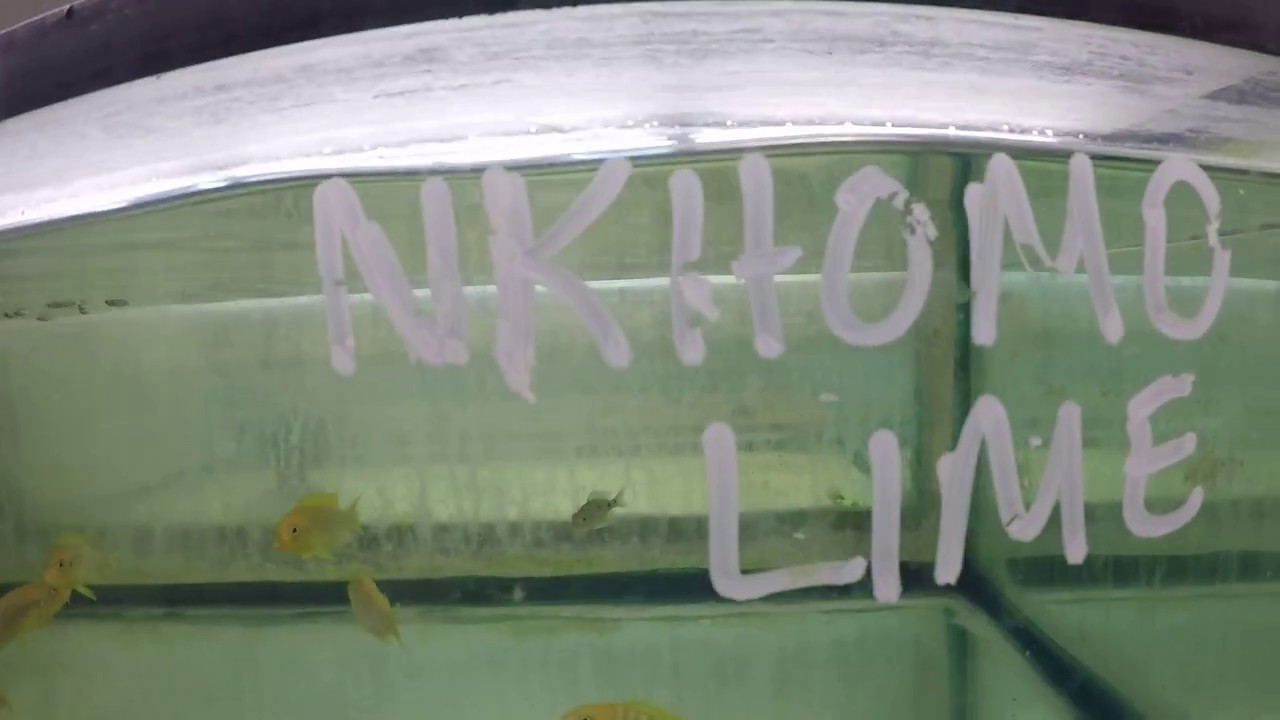 Mbuna PSEUDOTROPHEUS SP. LIME NKHOMO - YouTube