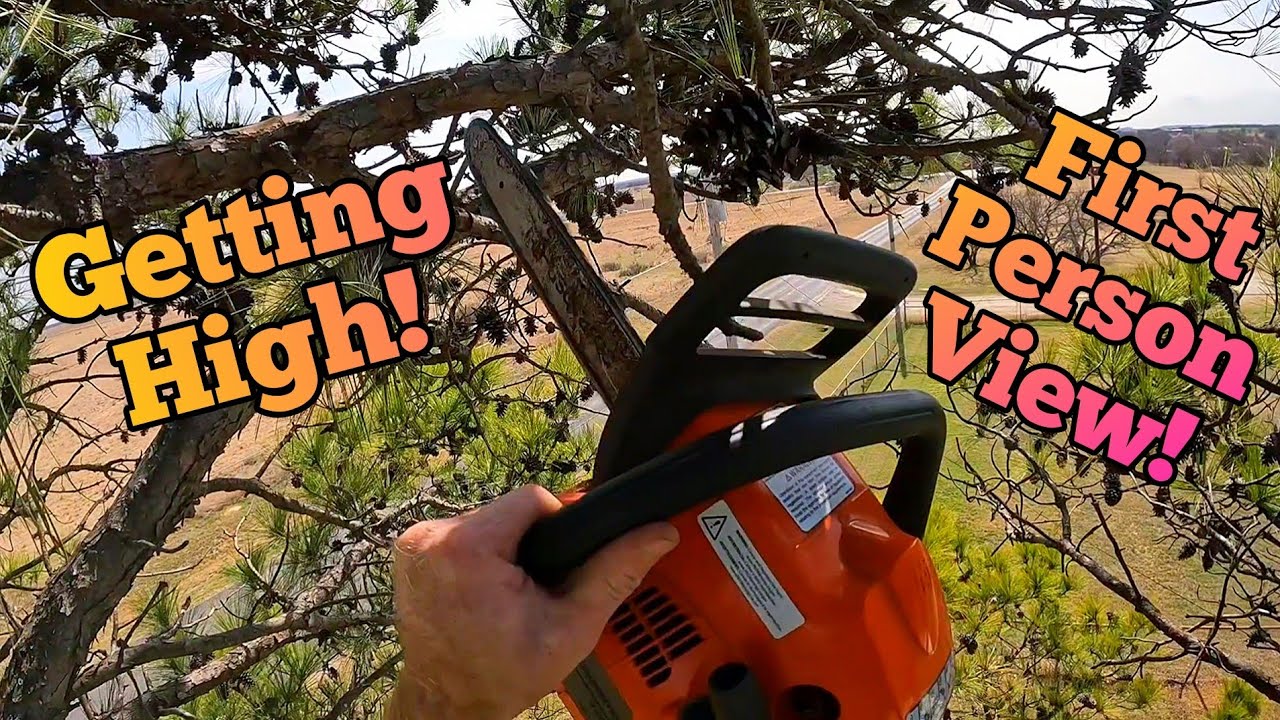 POV | Pine Tree Climb and Trim (GoPro) - YouTube