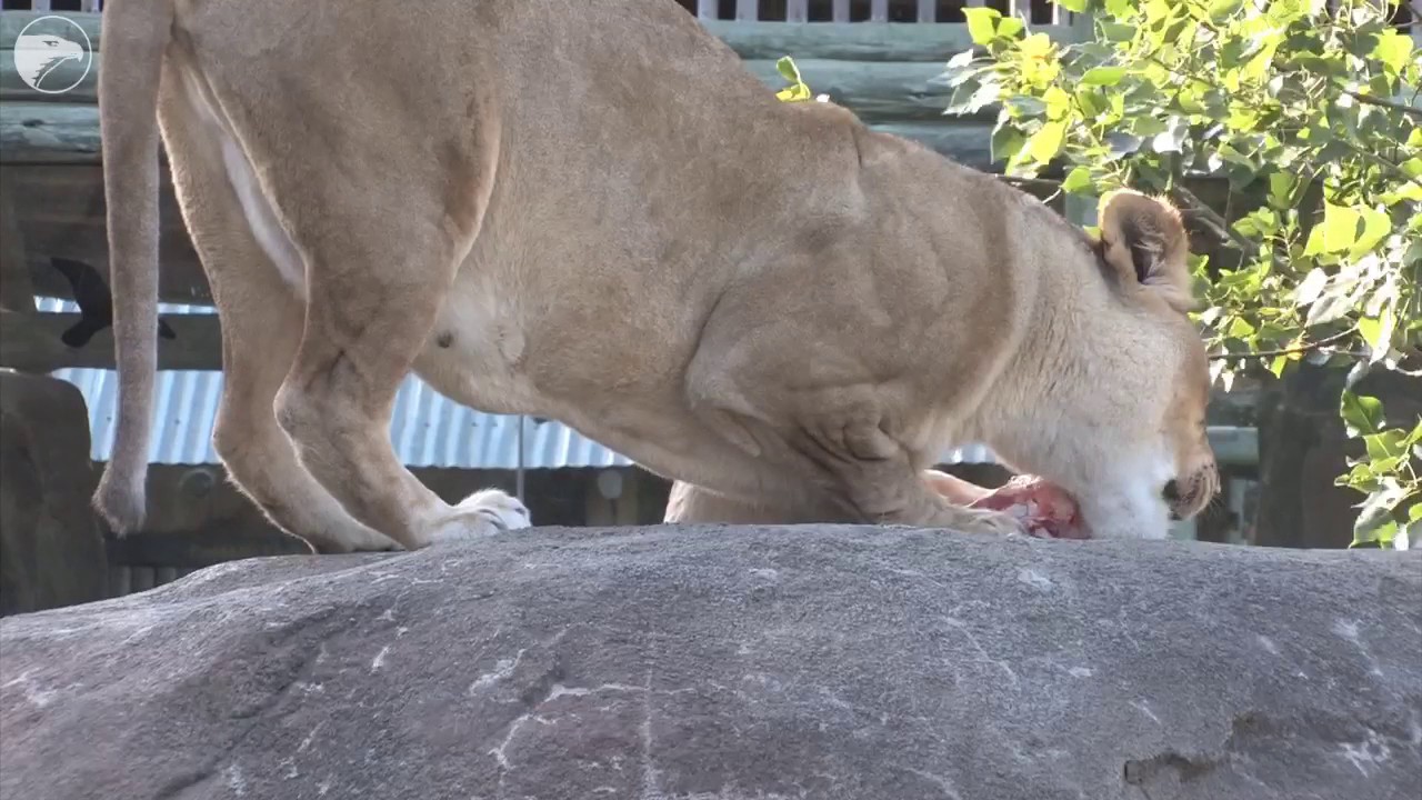 Inside the zoo’s commissary - YouTube