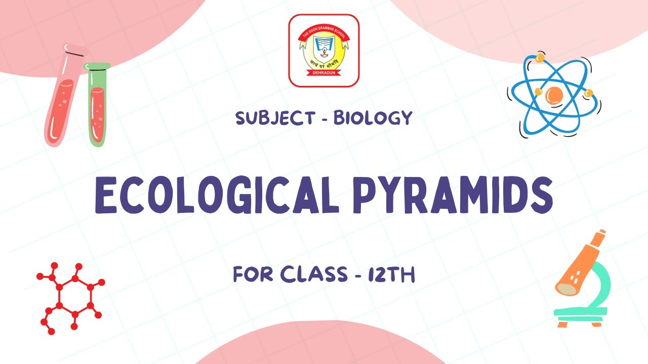 Ecological Pyramids | Class 12 Biology | The Doon Grammar School - YouTube
