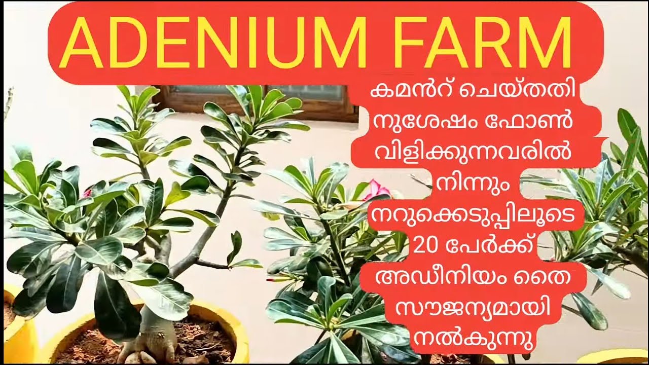 ADENIUM FARM Dinesh souparnika - YouTube