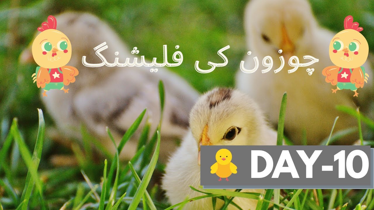 Chicks flushing in my poultry farm | chicken farming | Day-10 poultry ...