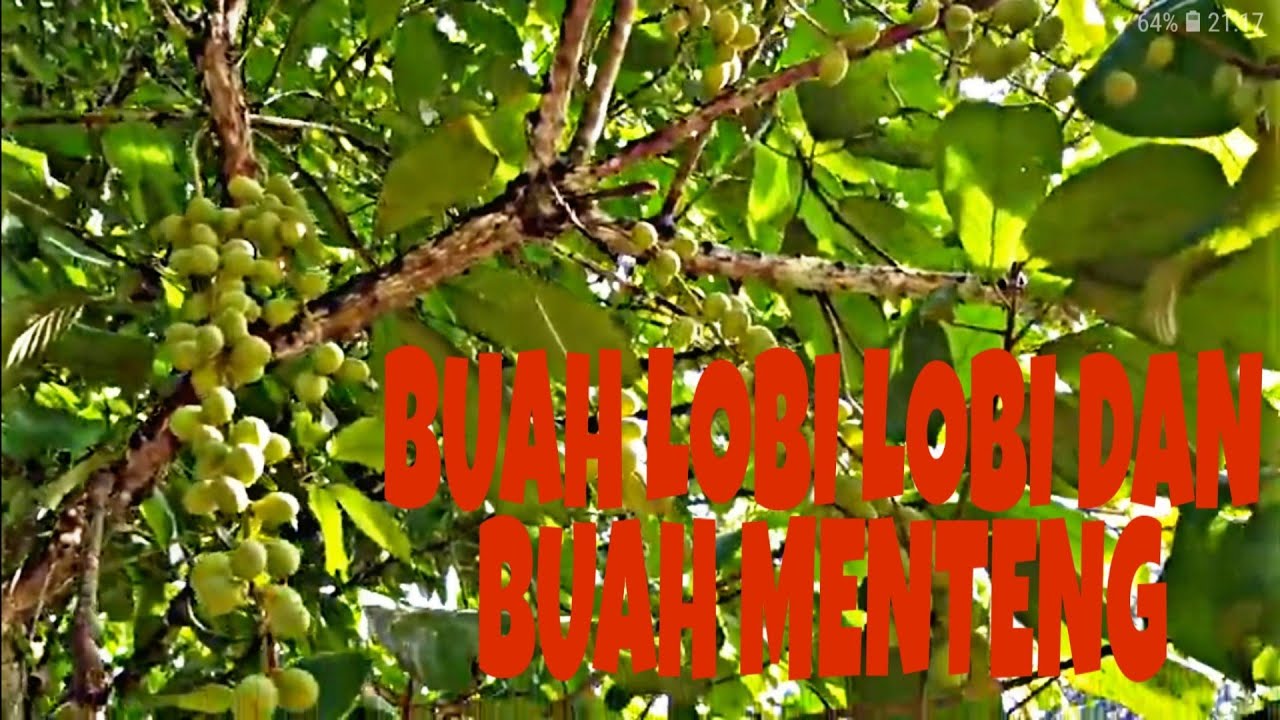 Pohon langka lobi lobi /rukem dan buah rambai disekitar kebon nanas ...