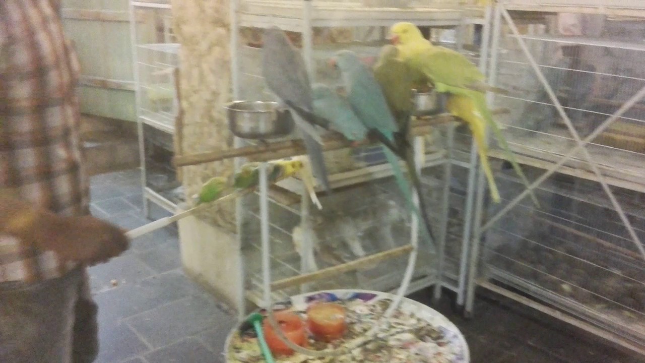 parrot tricks - YouTube