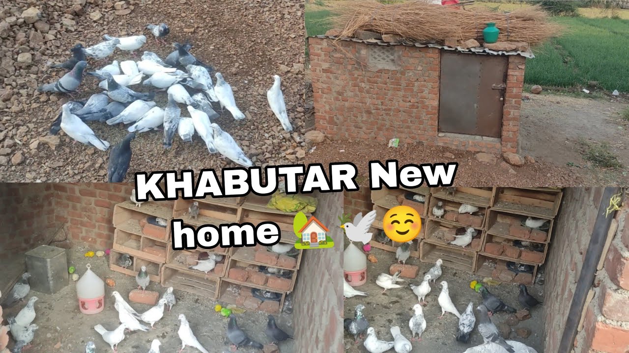 ☺️🎈New KHABUTAR home 🏡🕊️ 😱Gulbarga pigeon #gulbarga #pigeon #viralvideo ...