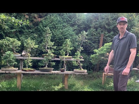 My Subalpine Fir Bonsai Collection
