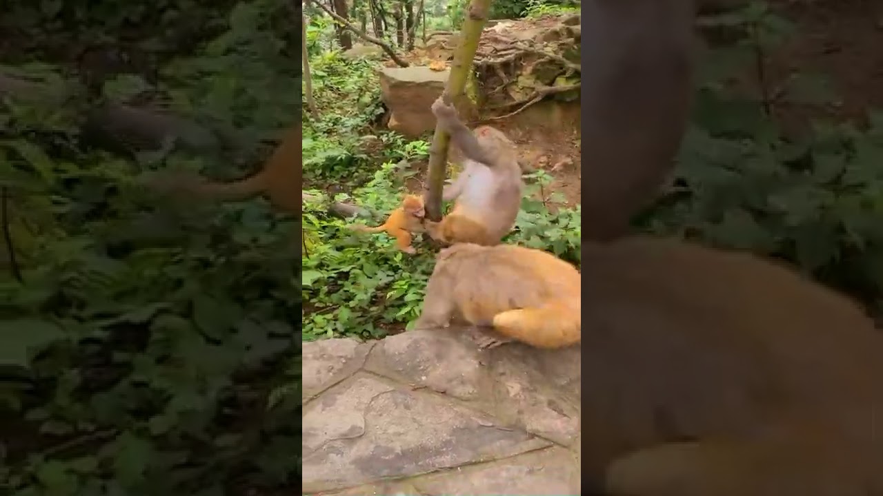 Real Life Monkeys In Forest 14 - YouTube