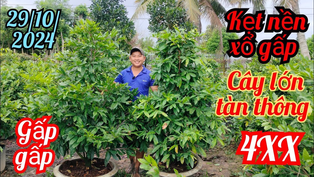 29/10/2024☎️0359611594 Phong 👉 xã rẻ do kẹt nền cây lớn tàn thông chỉ ...