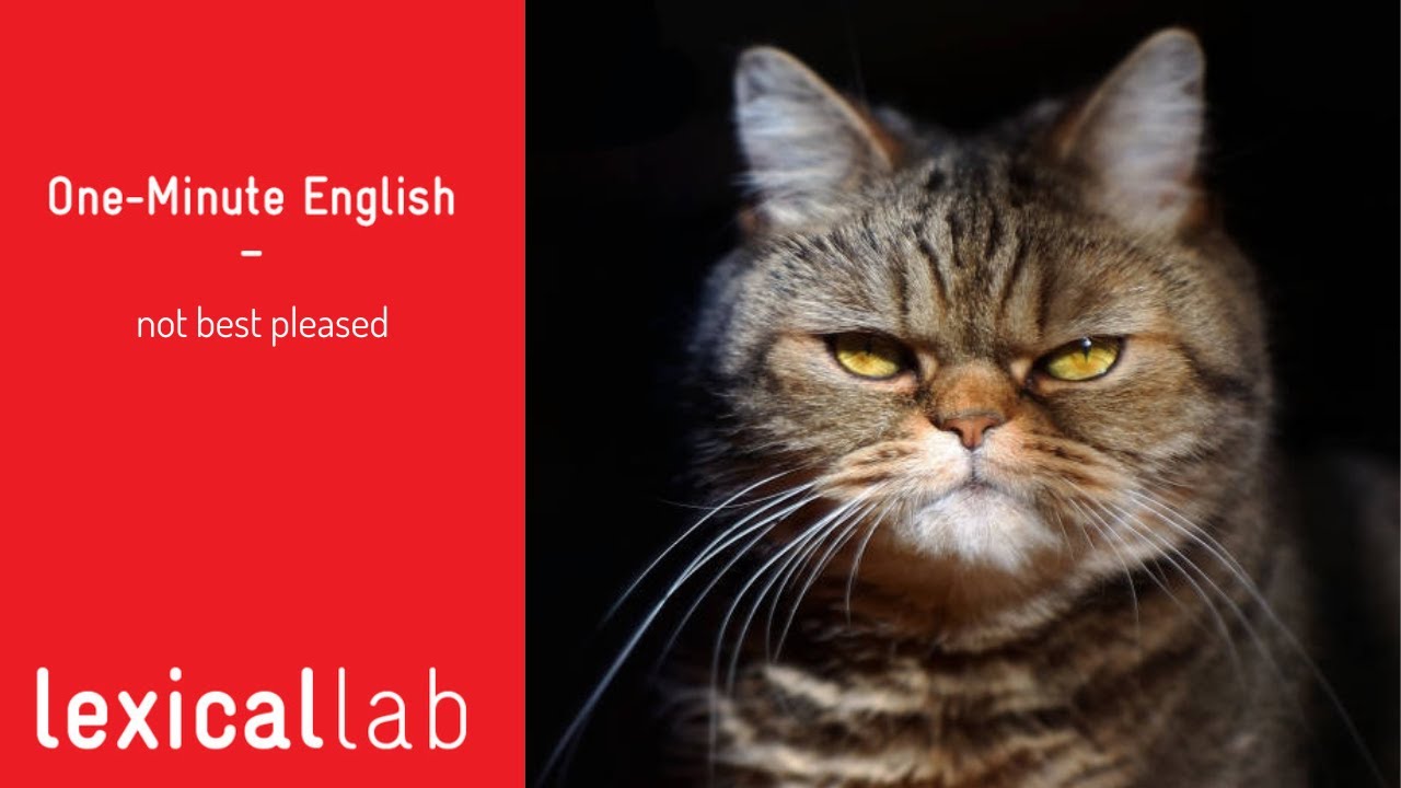 ONE-MINUTE ENGLISH: not best pleased LEARN WITH LEXICAL LAB - YouTube