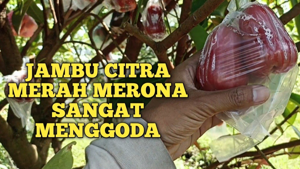 JAMBU CITRA MERAH MERONA SANGGAT MENGGODA 😁 - YouTube