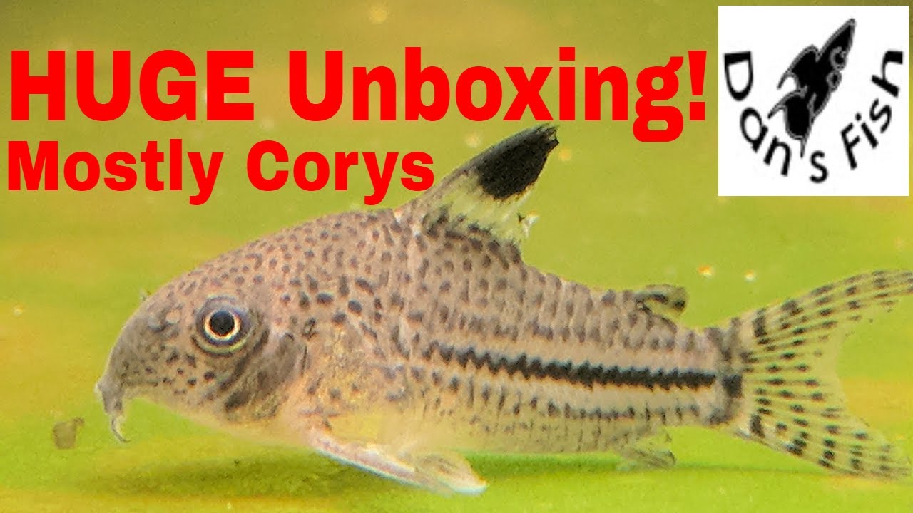 HUGE Corydoras Unboxing!!! - YouTube