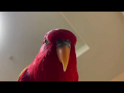 Red Bird wuewuewue 2, but i changed it to vine boom sound effect - YouTube