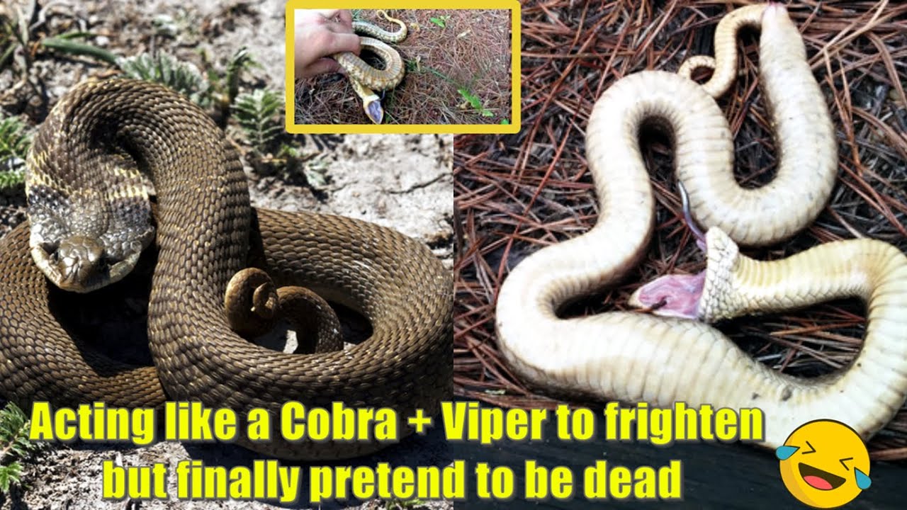 Hognose Snake: A Classic Drama Queen #pretend dead - YouTube