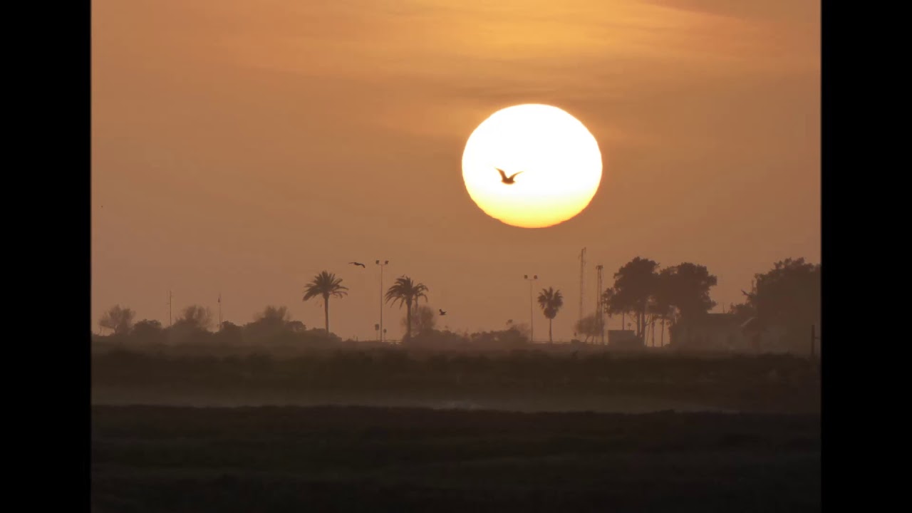 Aves y Puestas de sol en la Marisma/Salina de Carboneros, Chiclana ...
