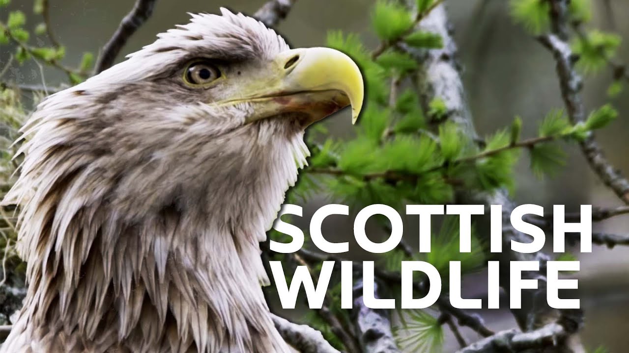 The Spectacular Wildlife Of Springtime Scotland | Scotland: A Wild Year ...