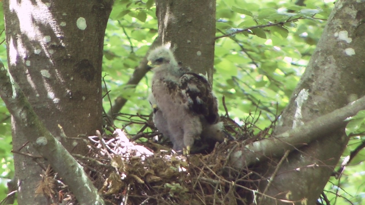 Bussardhorst Teil 4 - Buzzard nest Part 4 - YouTube