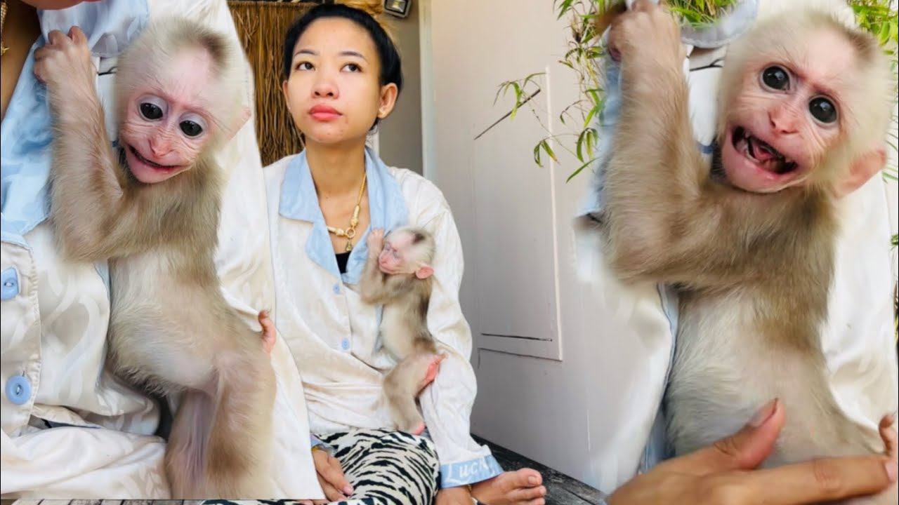 My Dori baby monkeys Angry ,screaming loudly want to unboxing the cake ...