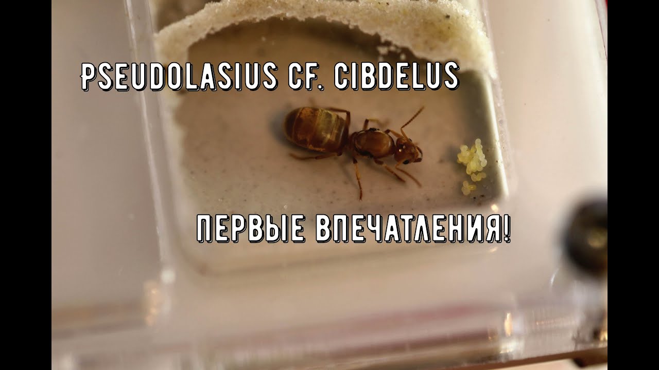 Pseudolasius cf. cibdelus Первые впечатления! - YouTube