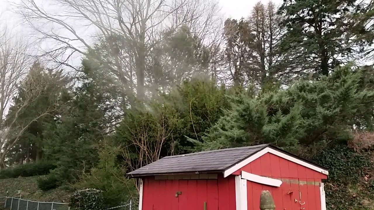 2017 Clouds of pollen blown from tree by wind - YouTube