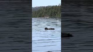 Loon - World Islands