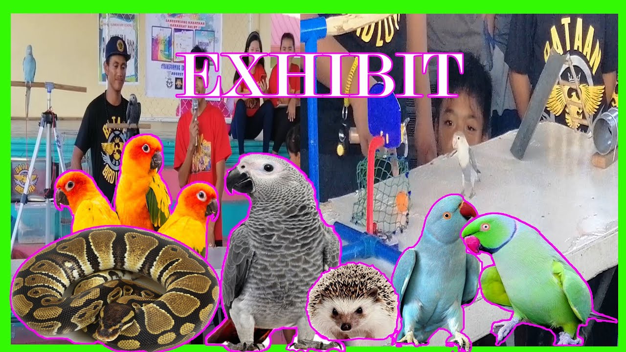 Bird Tricks and Parrot Exhibit (2019) - YouTube