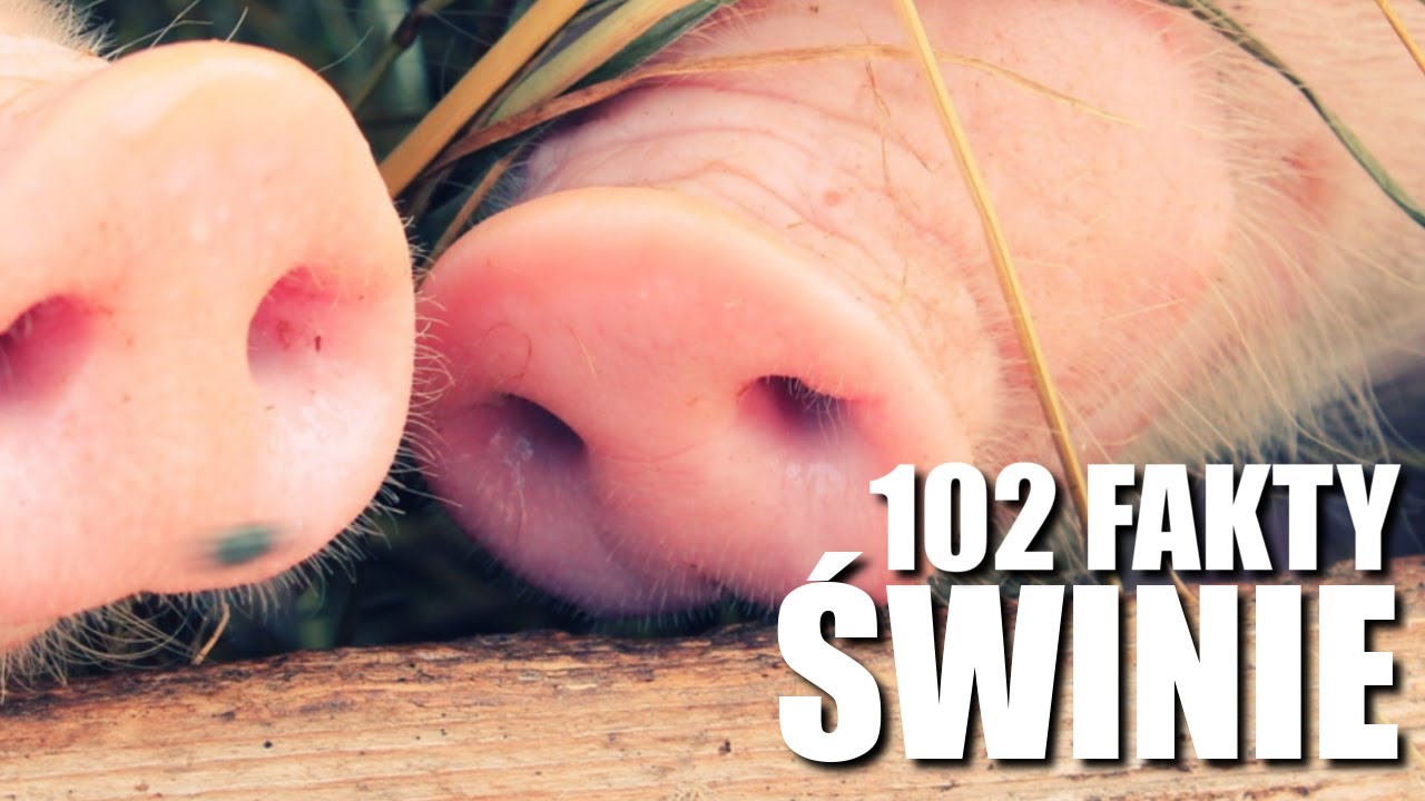 ŚWINIE 102 FAKTY - YouTube