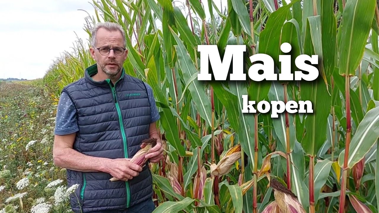 Is er nog wel GOEDE MAIS te koop??? | Boer Gerrit vlogt - YouTube