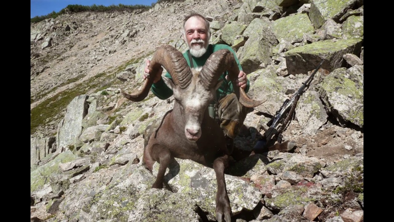 snow sheep hunt - YouTube