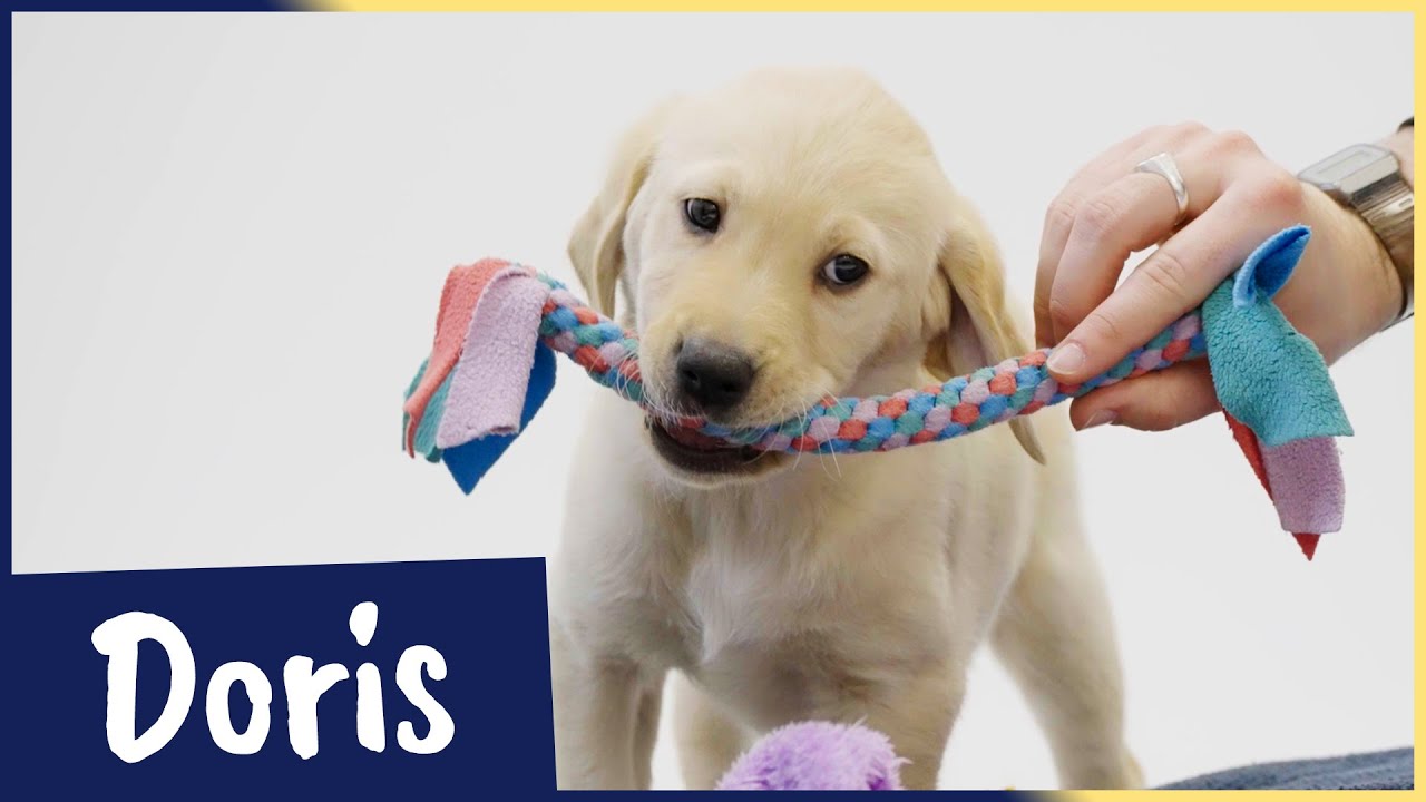 Meet our latest Sponsor a Puppy trainee Doris - YouTube