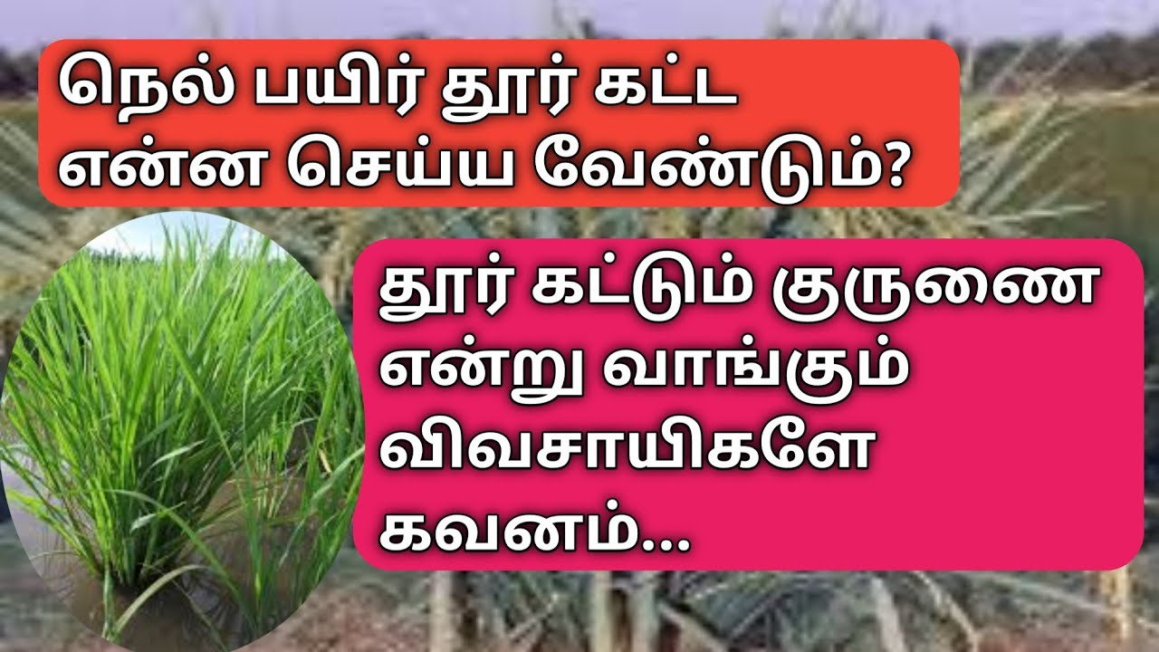 நெல் பயிர் வேர் வளர்ச்சியின் முக்கியத்தும் பின் நன்கு தூர் கட்டும் ...