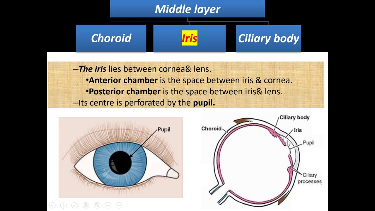 Orbital cavity (Eye 1) - YouTube