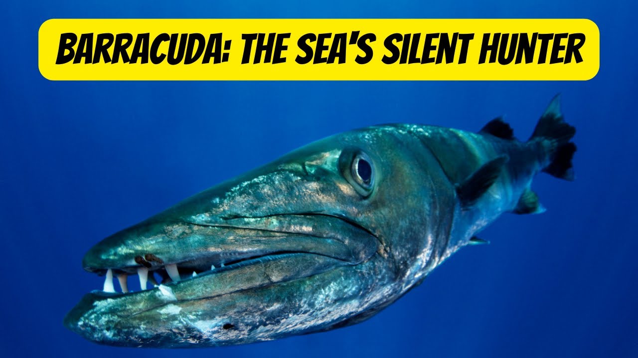 Barracuda | The Sea's Silent Hunter #barracuda #fish #animals - YouTube