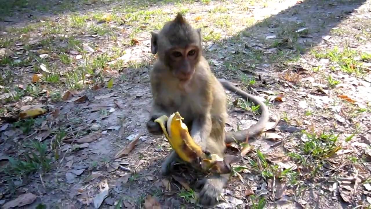 Cambodian Monkey Mugging - YouTube